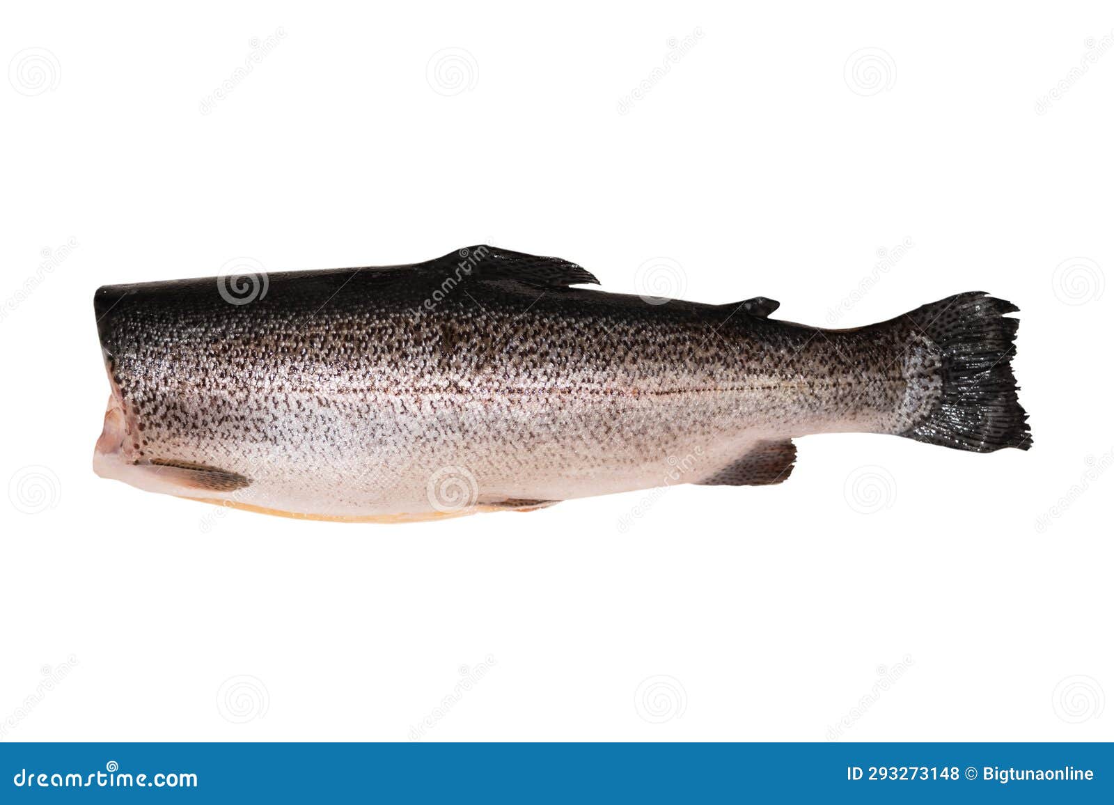 Trout Fish without Head Isolated on White Background. Fresh Wild Trout ...