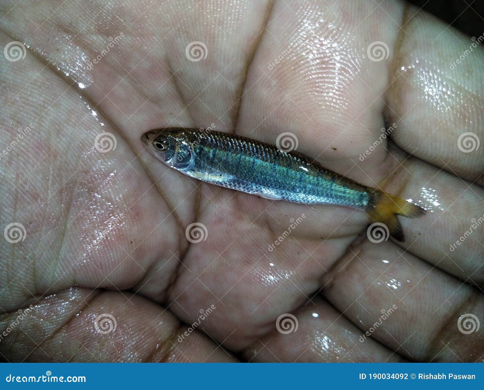 Trout Fish in Human Hand Palm Stock Photo - Image of trout, palm: 190034092