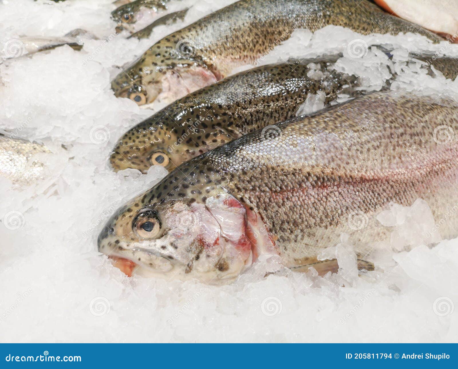 Trout Fish in Ice on the Counter Stock Photo - Image of cold, food ...