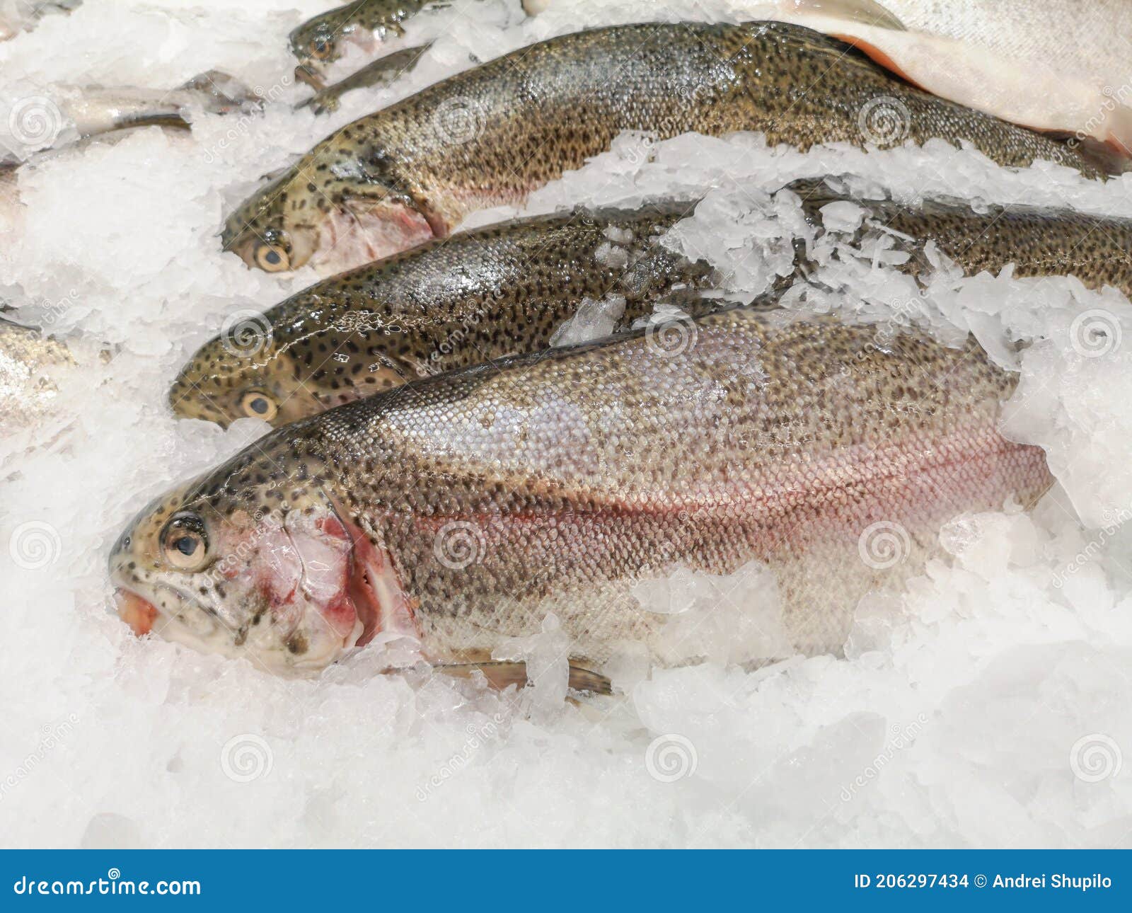 Trout Fish in Ice on the Counter Stock Photo - Image of store, cooking ...