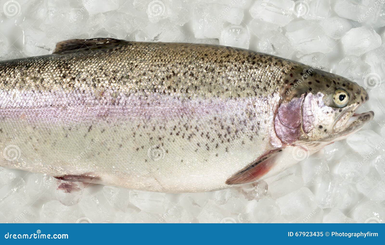 Trout Fish on Ice stock image. Image of fresh, river - 67923435