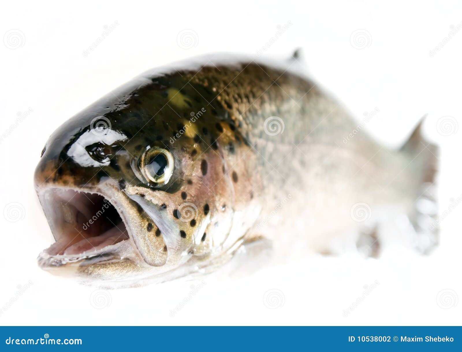 Trout fish isolated stock photo. Image of dead, natural - 10538002