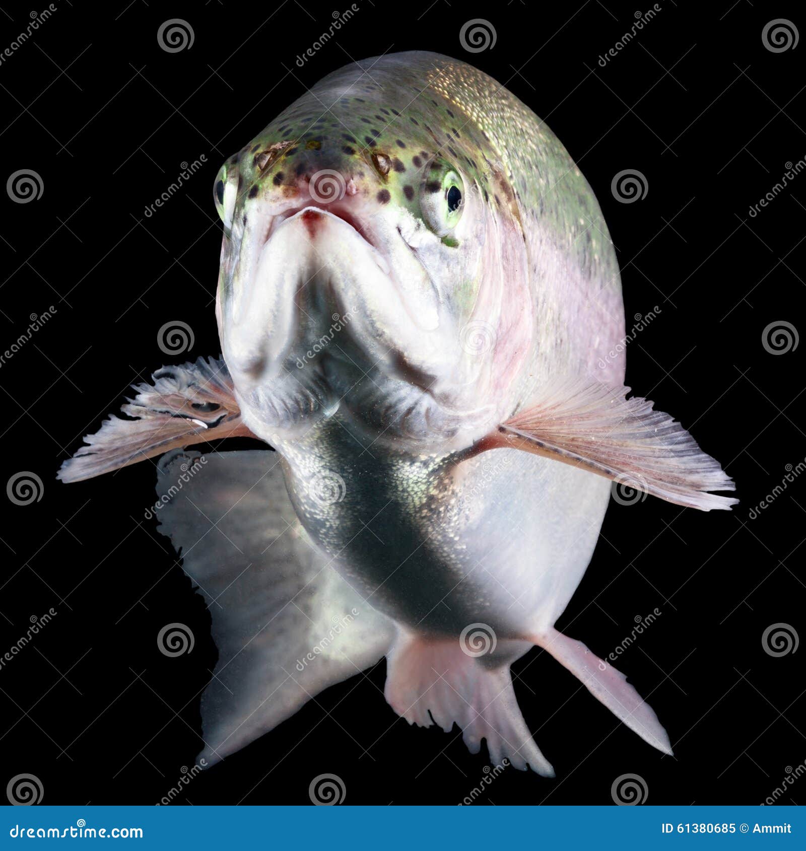 Trout Fish Isolated stock image. Image of aquatic, protein - 61380685