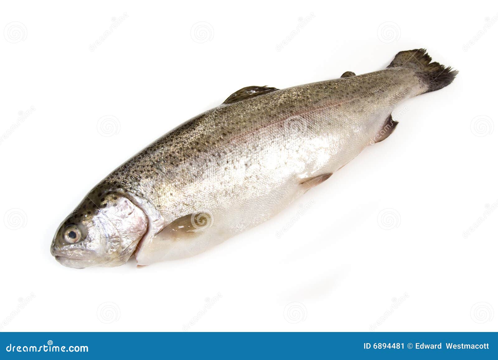 Trout Fish Isolated on White Stock Image - Image of isolated ...
