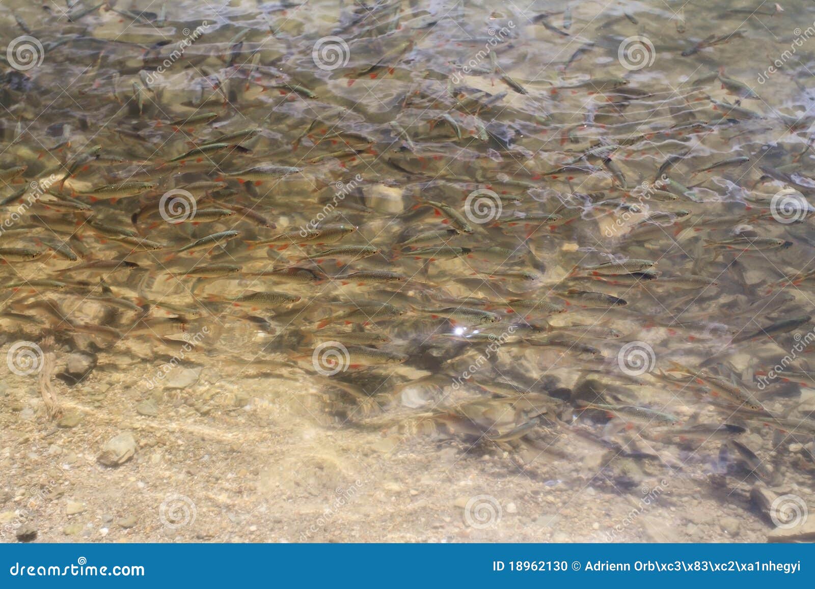 Trout fish shoal stock photo. Image of fishing, fishpond - 18962130