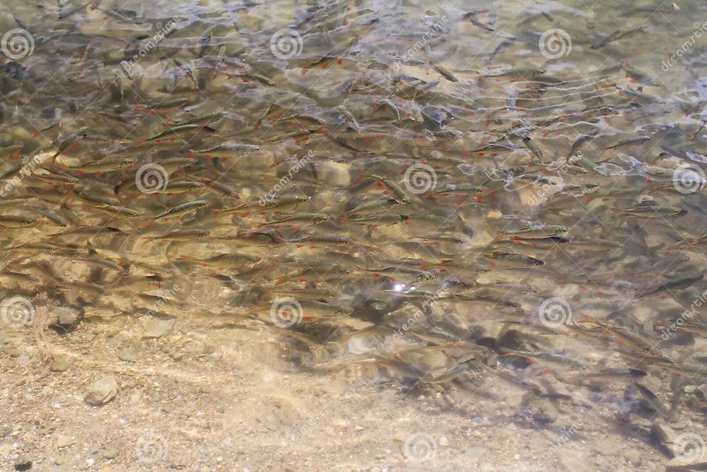 Trout fish shoal stock photo. Image of fishing, fishpond - 18962130