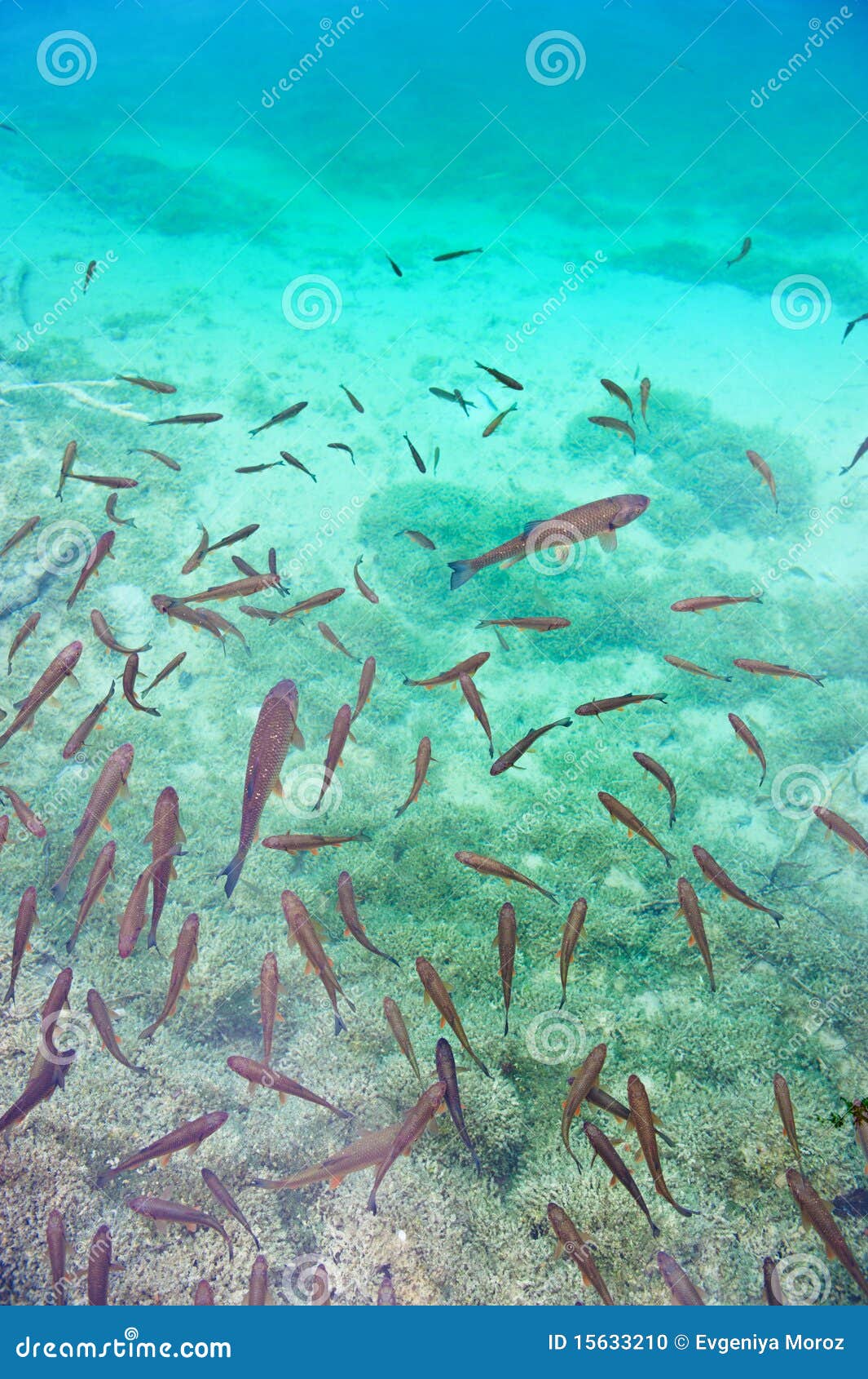 Trout Fish Shoal in Clear Water Stock Photo - Image of brook, beautiful ...