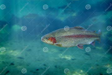 Trout Fish Swimming stock image. Image of lake, seafood - 10429223