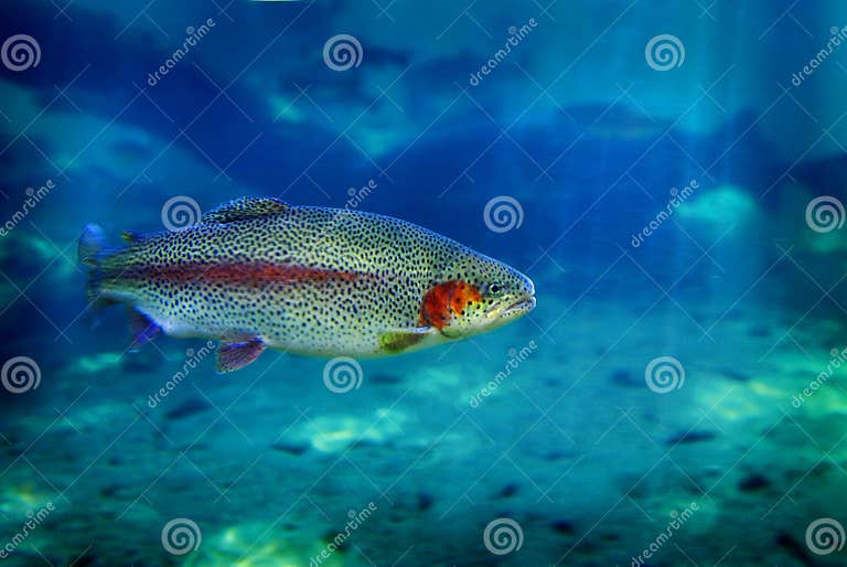 Trout Fish Swimming stock image. Image of seafood, aquatic - 16181543