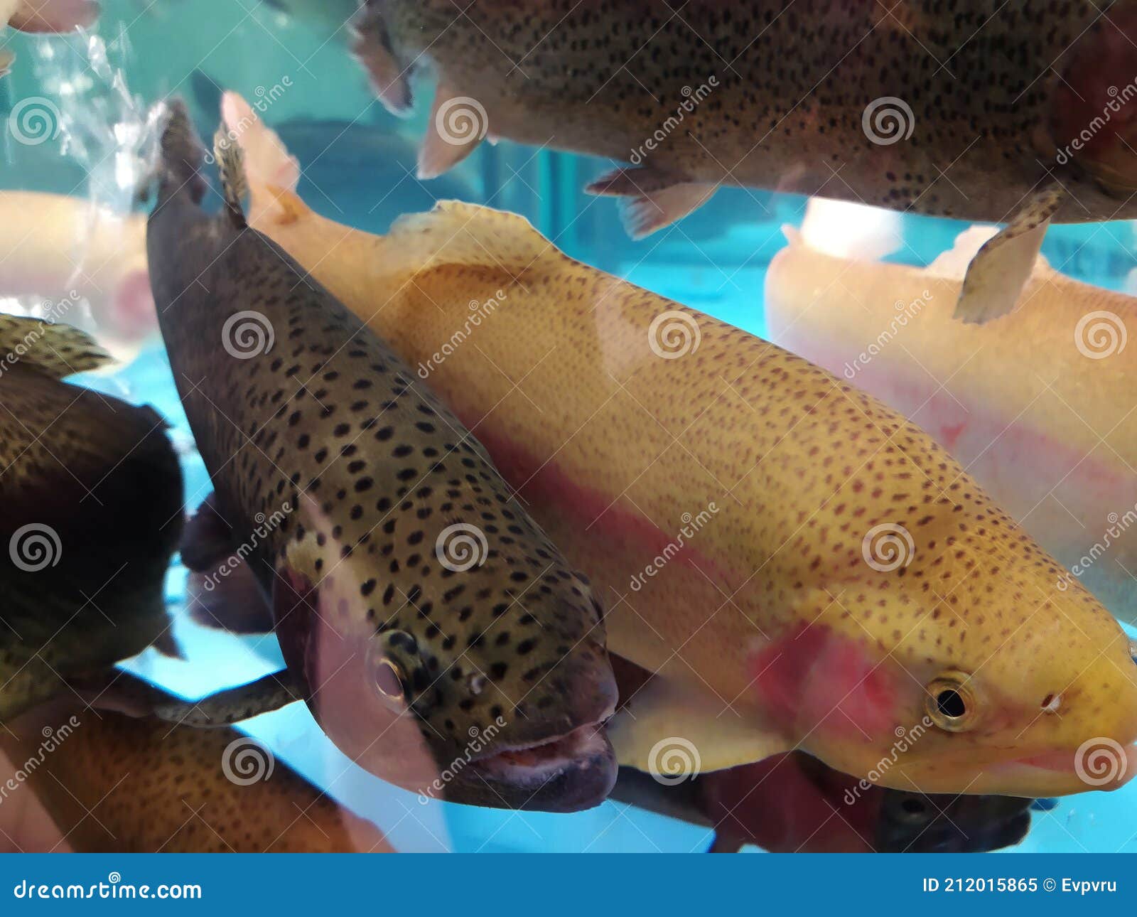 Trout Fish Swimming in the Aquarium Stock Image - Image of stylish ...