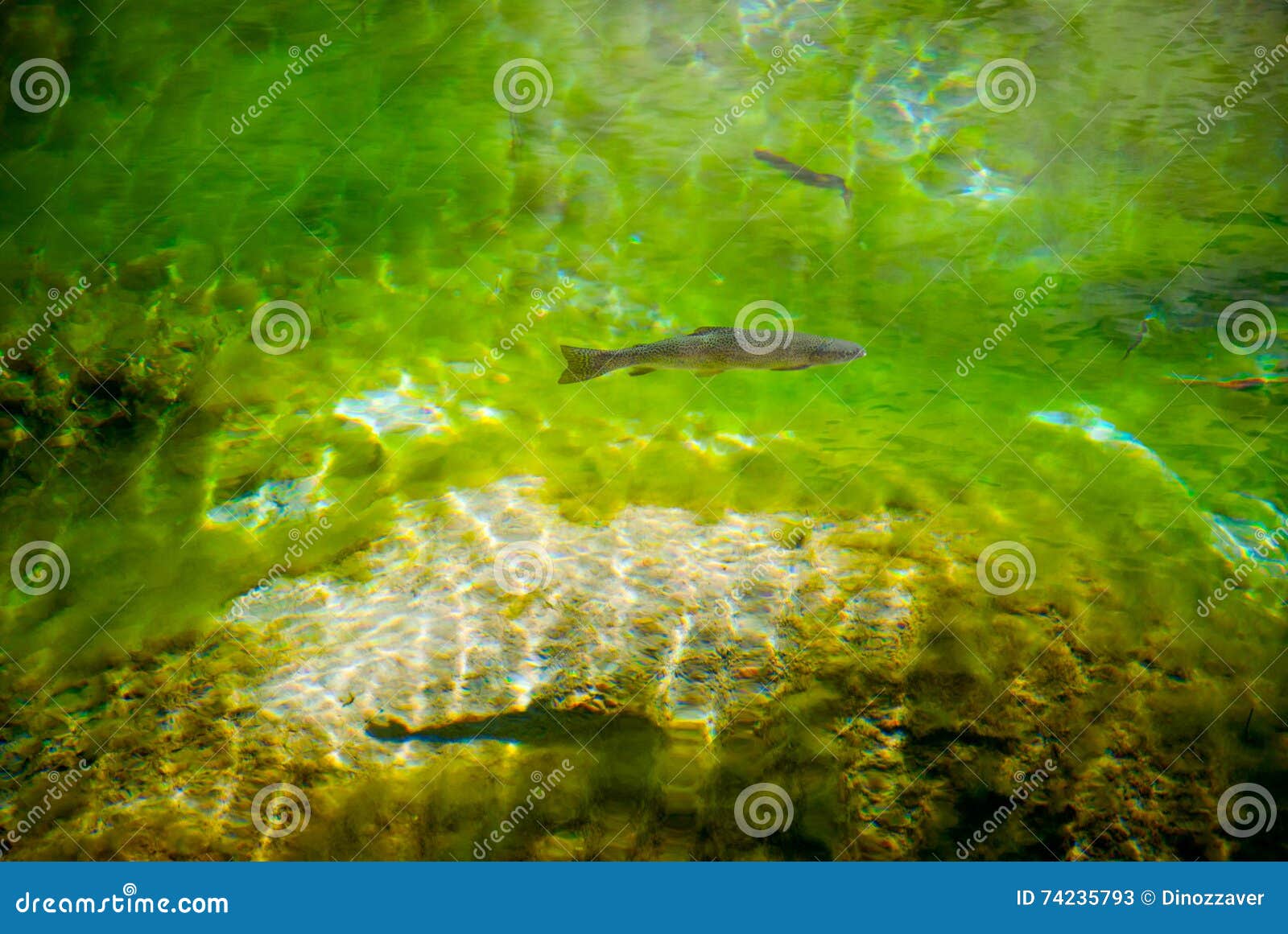 Trout fish swimming stock image. Image of water, trout - 74235793