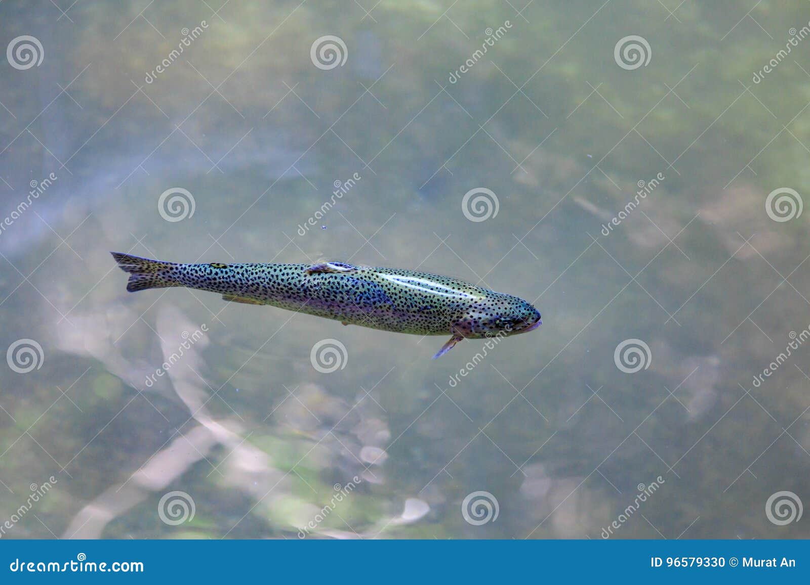 Trout fish swimming stock photo. Image of natural, retro - 96579330