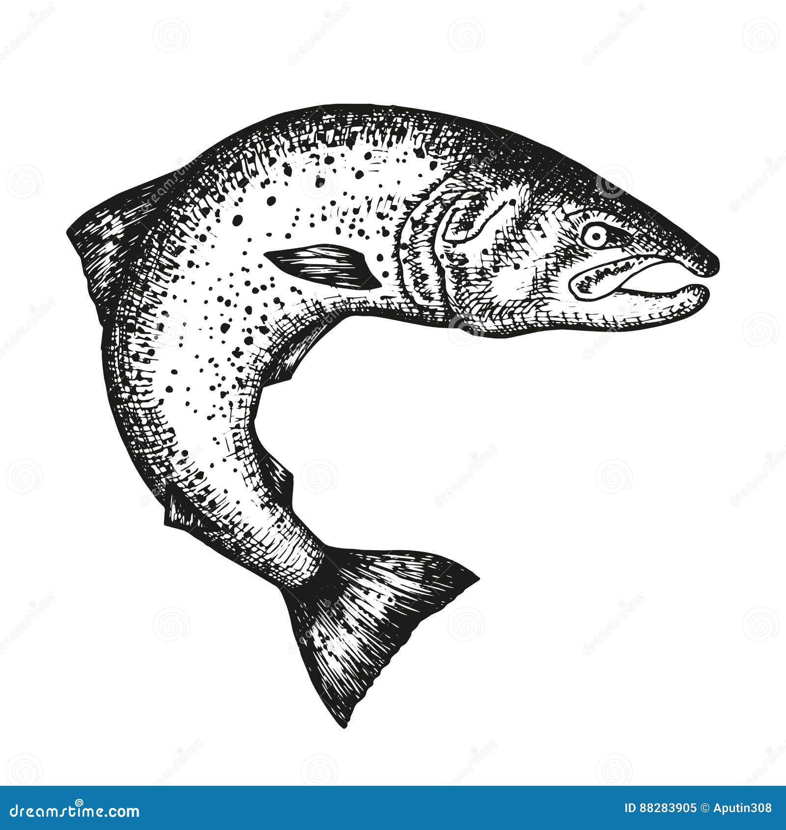 Trout Fish Swims in Motion Vector Sketch Stock Vector - Illustration of ...