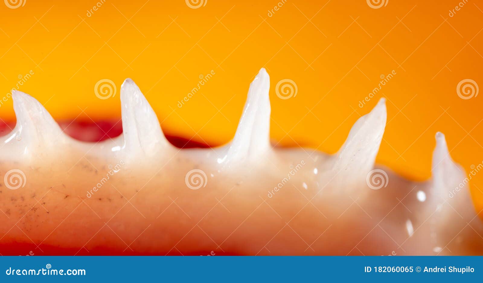 Trout Fish Teeth on a Yellow Background Stock Image - Image of silver ...