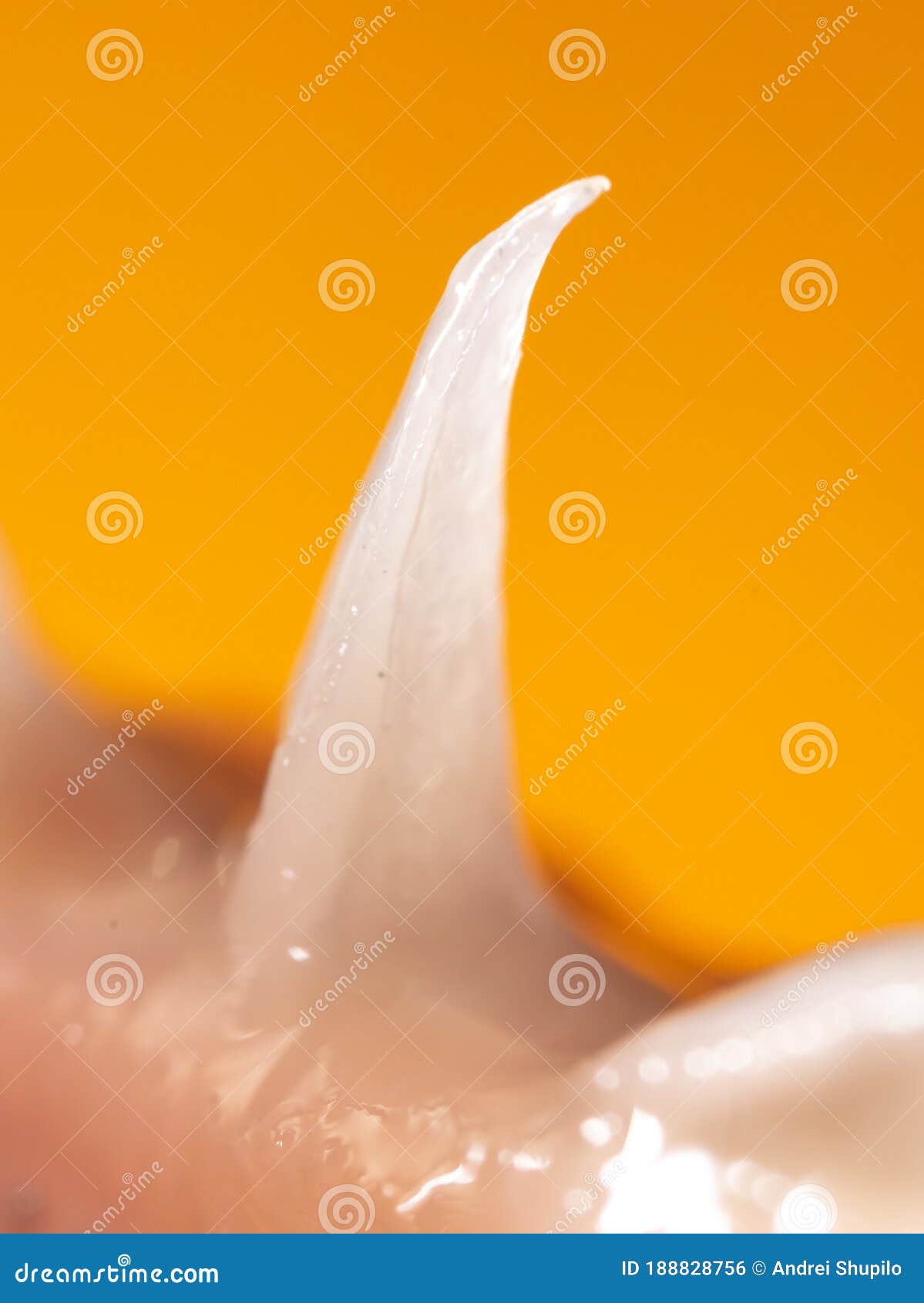 Trout Fish Teeth on a Yellow Background Stock Photo - Image of scales ...