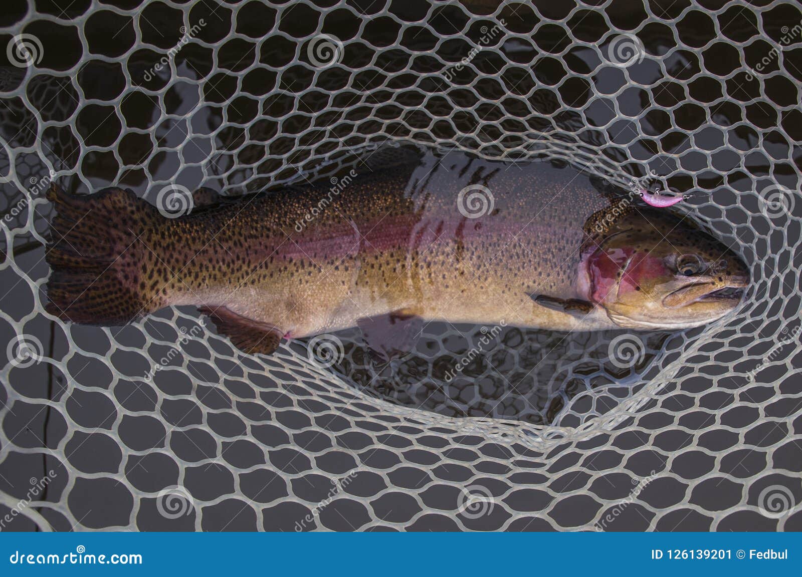Trout Fish in Rubber Landing Net Stock Image - Image of rainbow ...