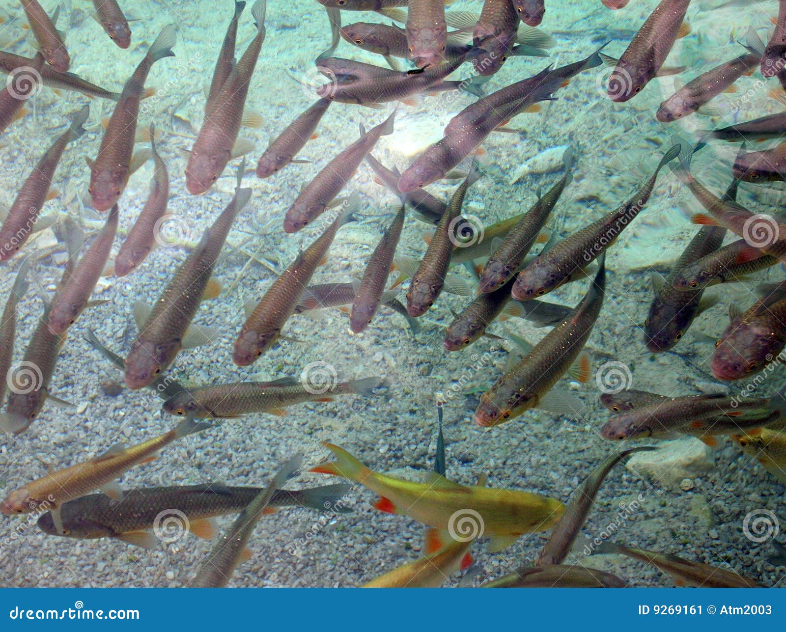 Trout Fish - Underwater Image Stock Image - Image of natural, animal ...