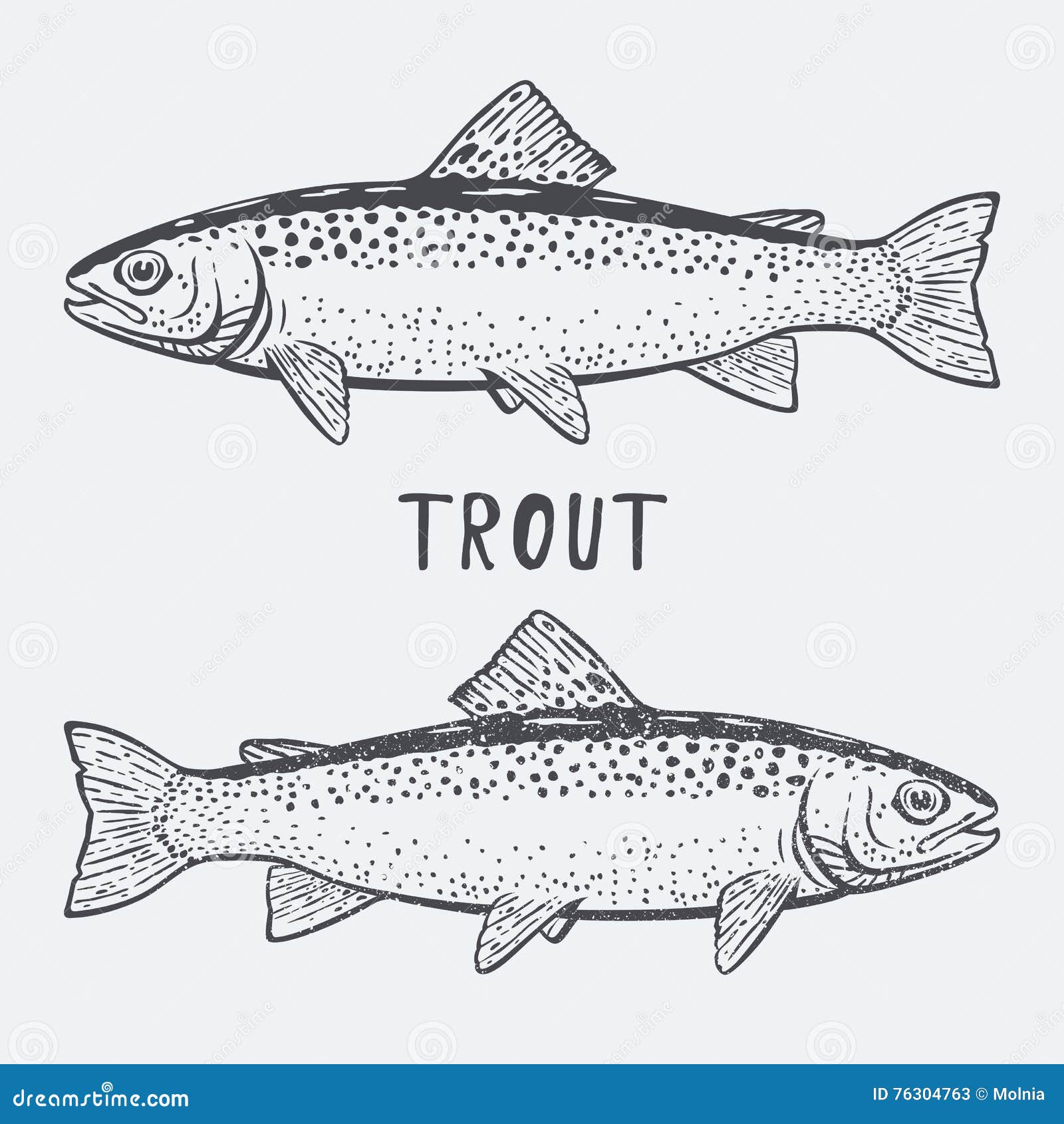Trout Vector