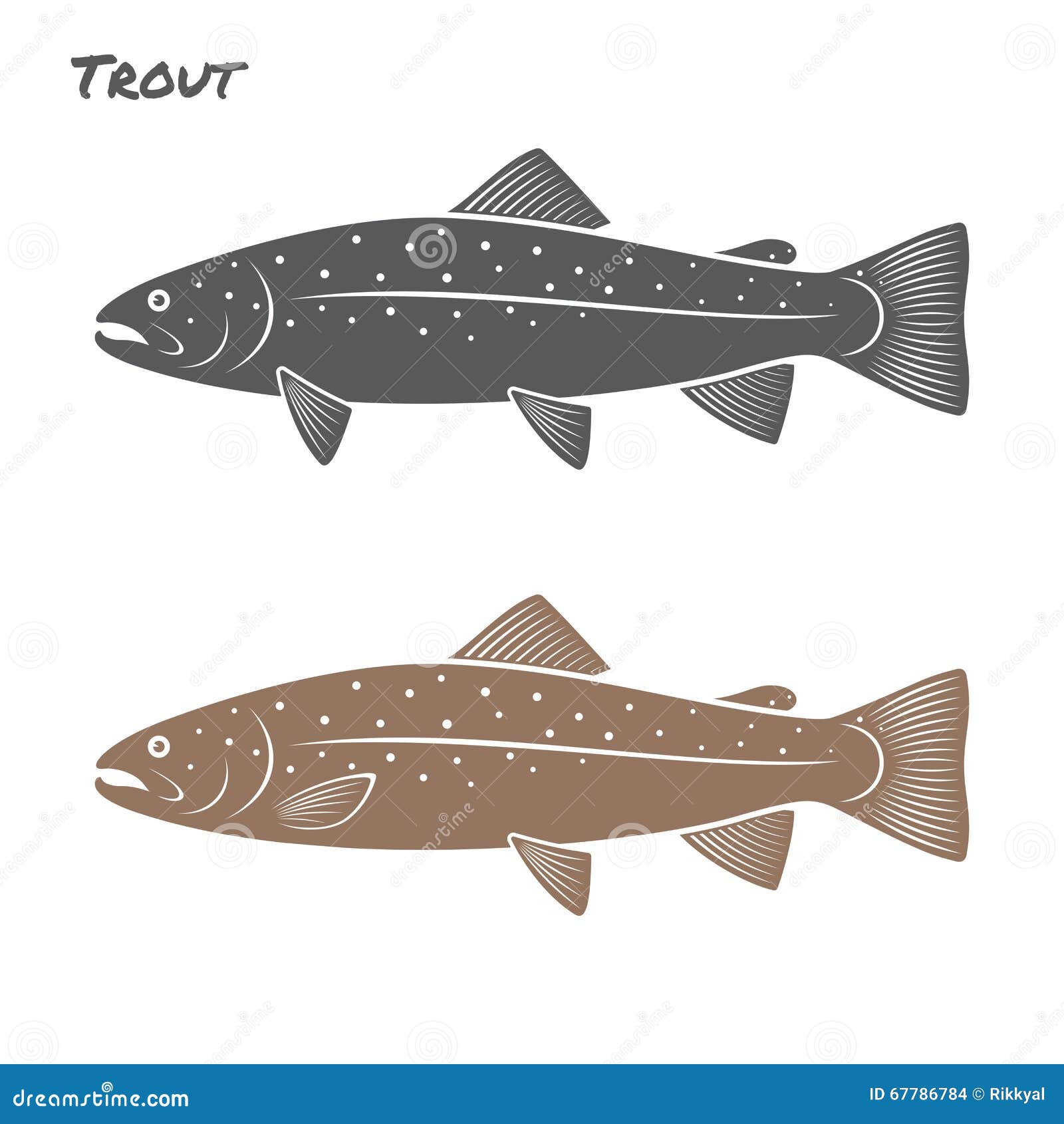 Trout Fish Vector Illustration Stock Vector - Illustration of food ...