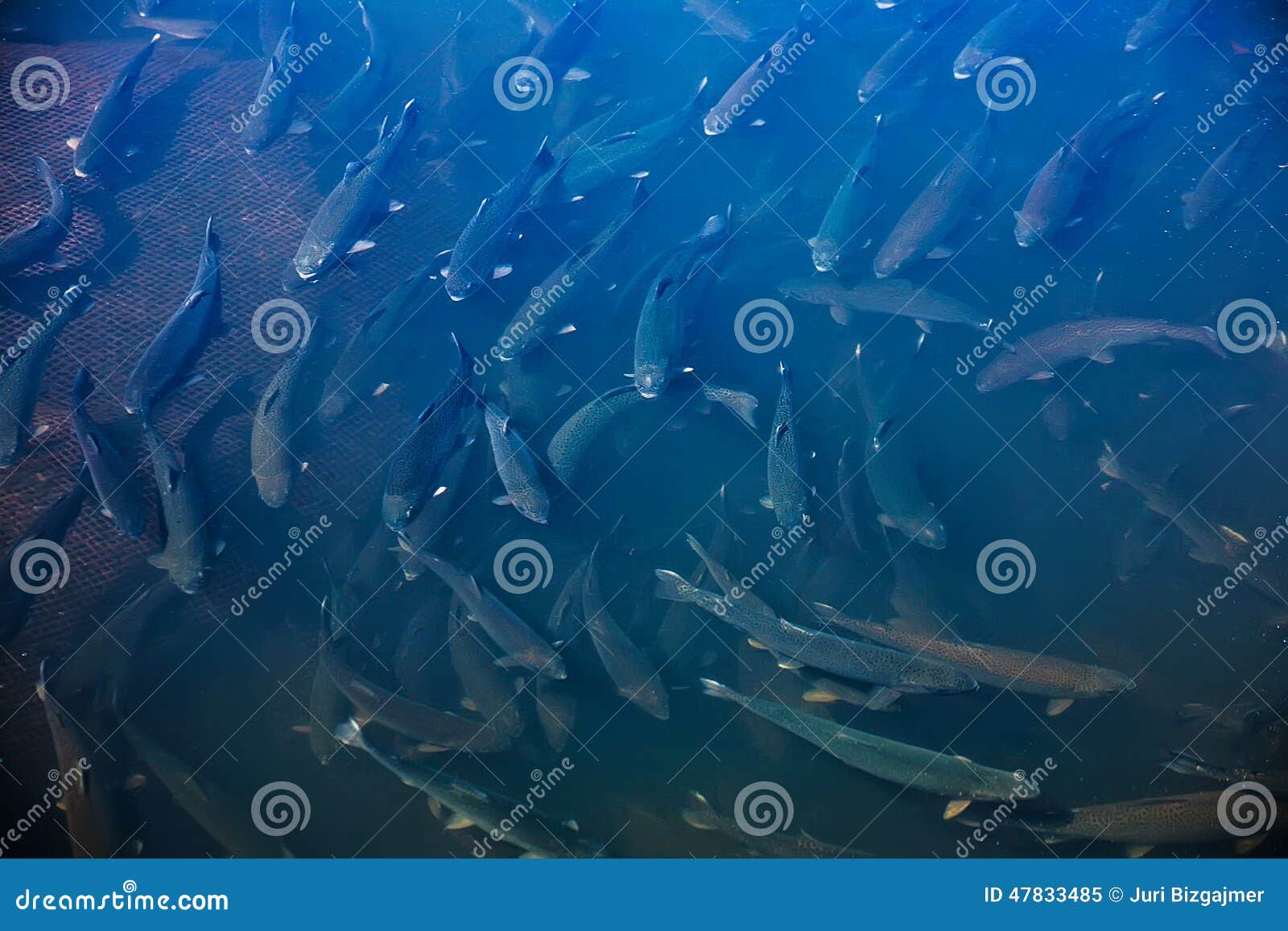 Trout floating pack stock image. Image of natural, float - 47833485