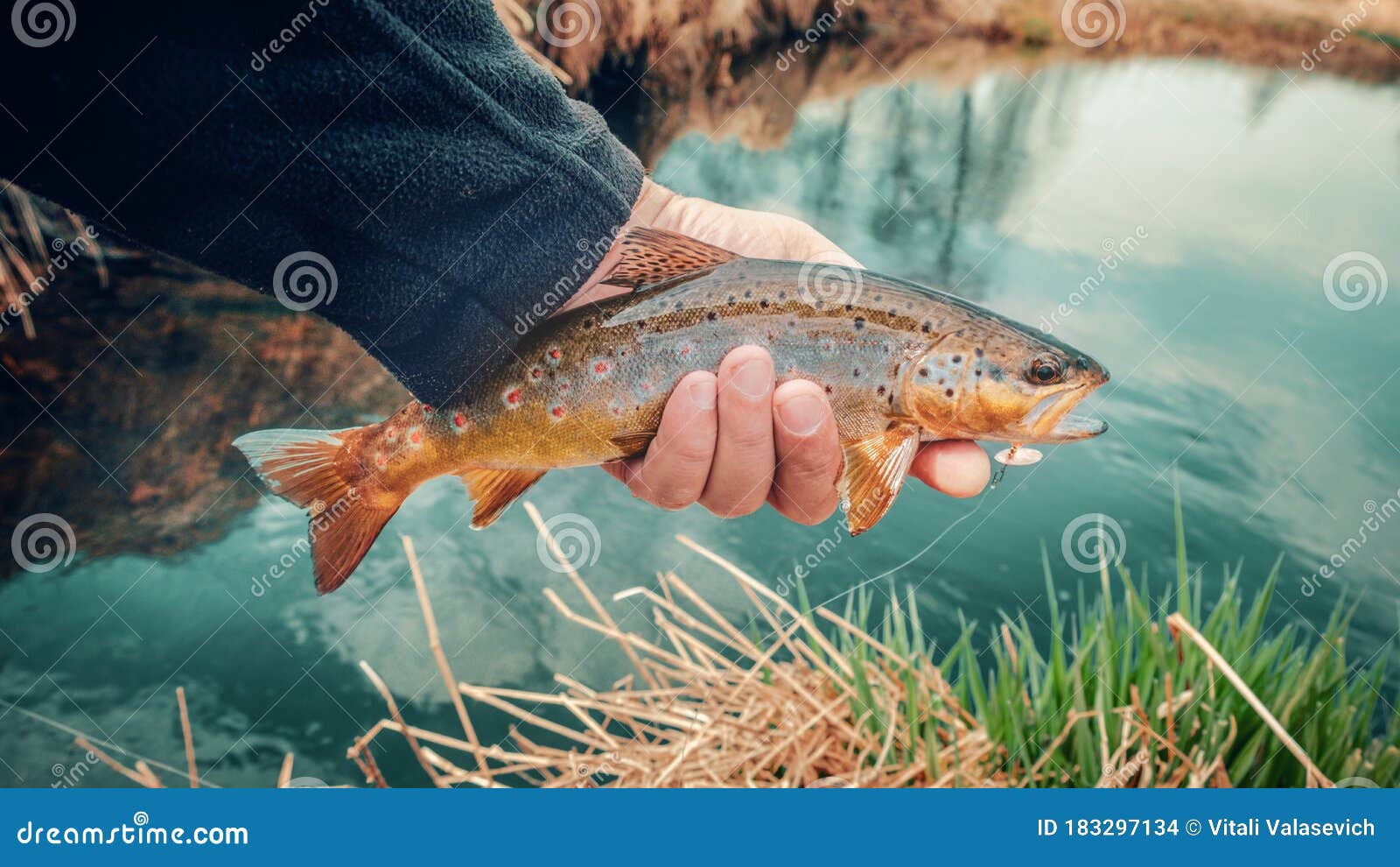 Trout in the Hand of Angler. Fishing Stock Photo - Image of nature ...