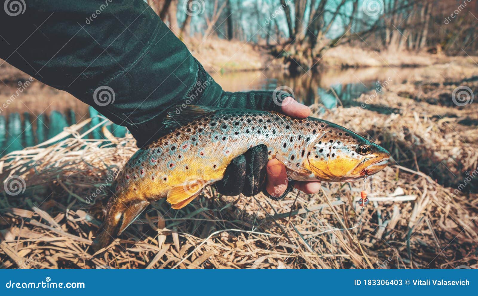 Trout in the Hand of Angler. Fishing Stock Image - Image of rainbow ...