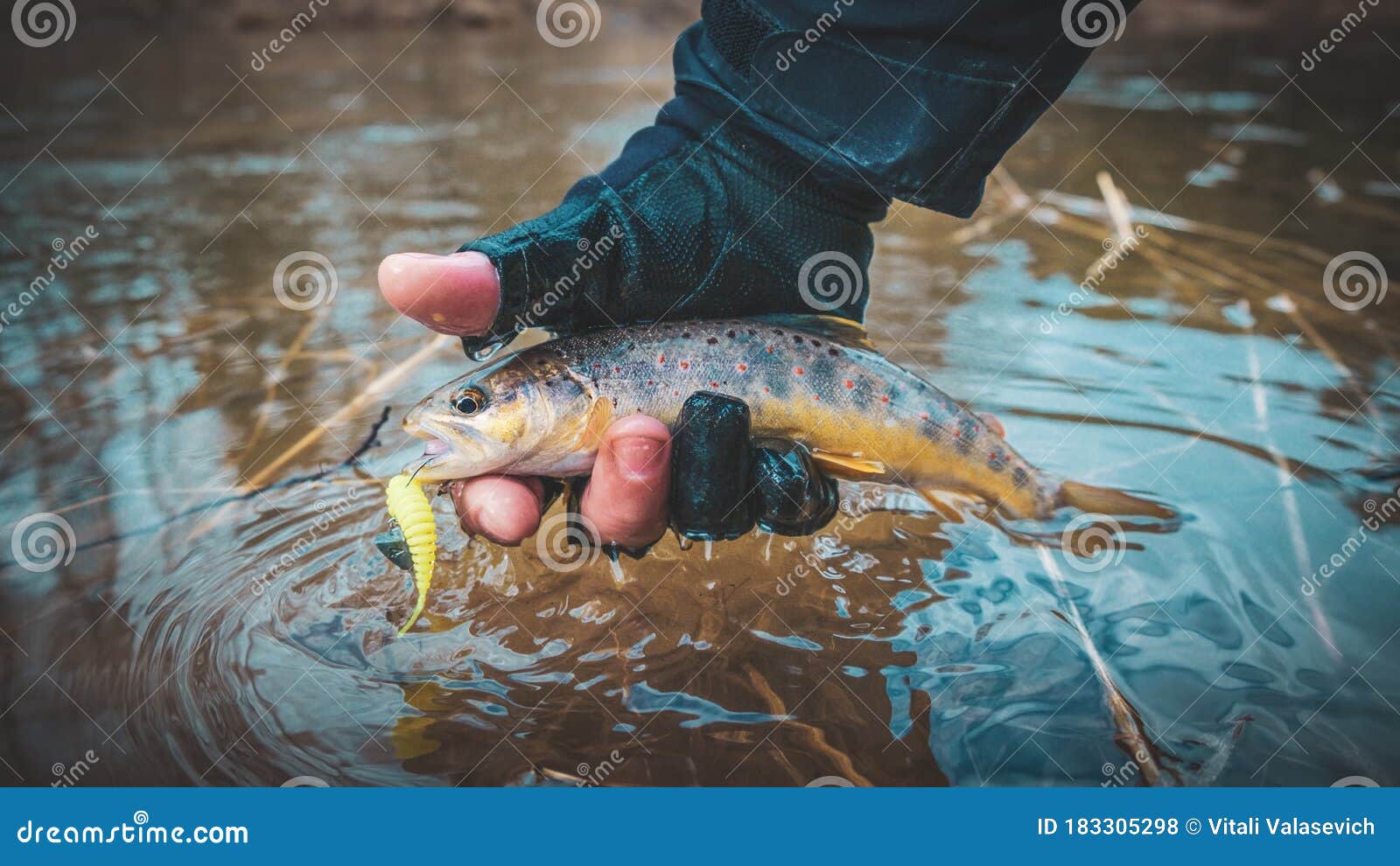 Trout in the Hand of Angler Stock Photo - Image of fishing, reel: 183305298