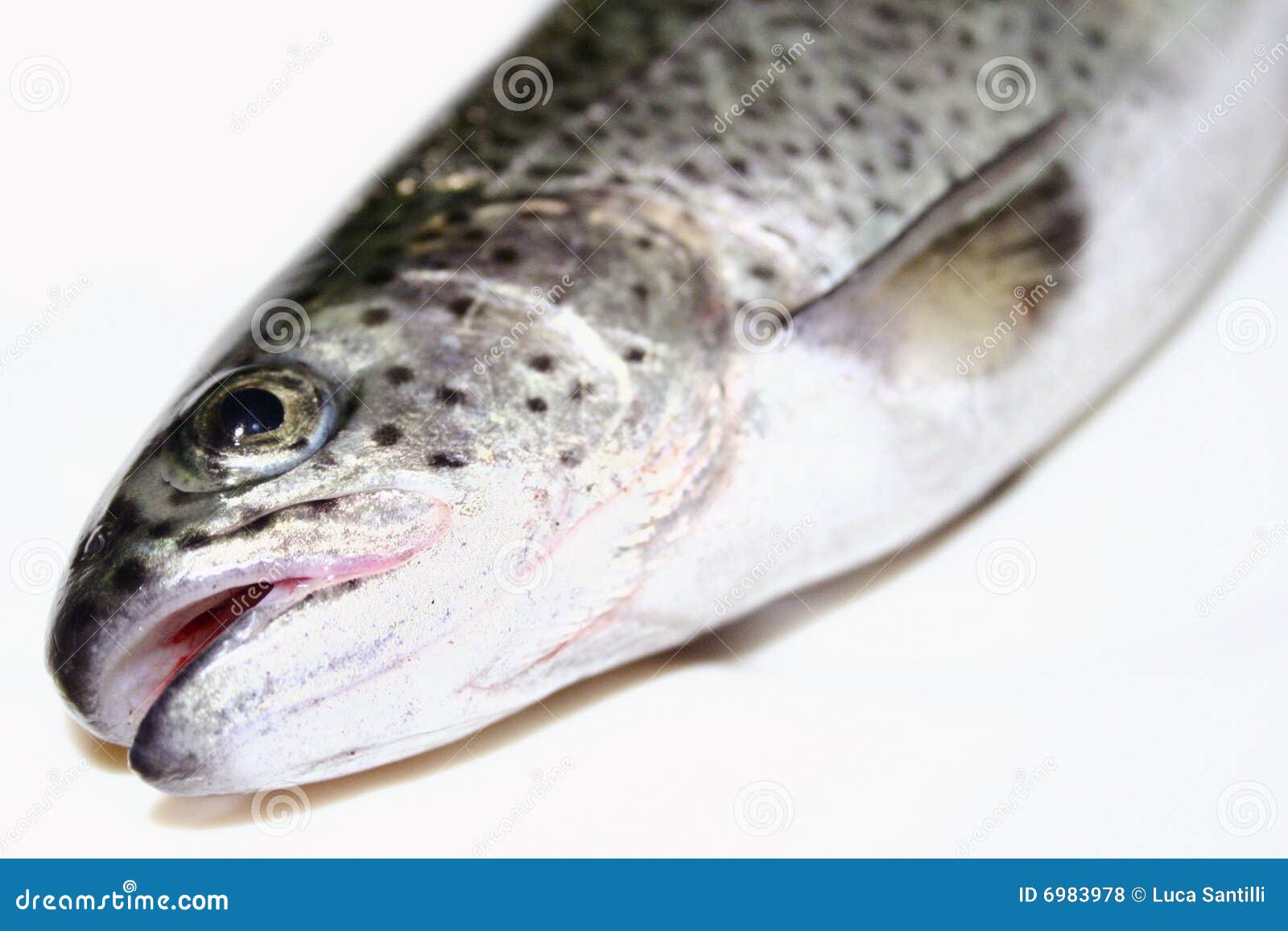 Trout head stock photo. Image of mouth, skin, fish, seafood - 6983978