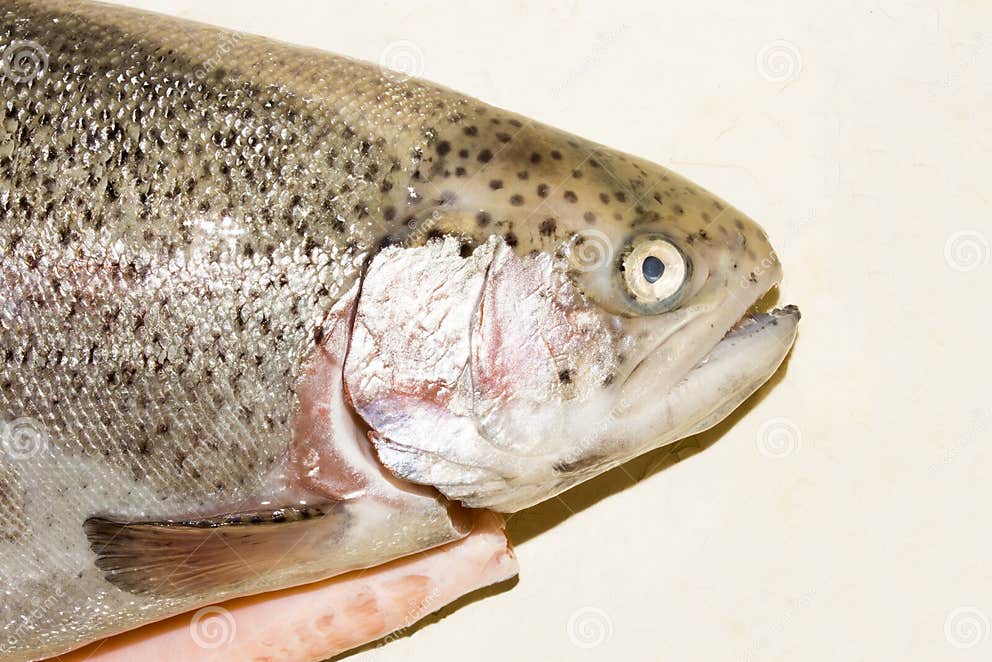 Trout Head with Open Mouth.Trout Fish Stock Photo - Image of meal, fish ...