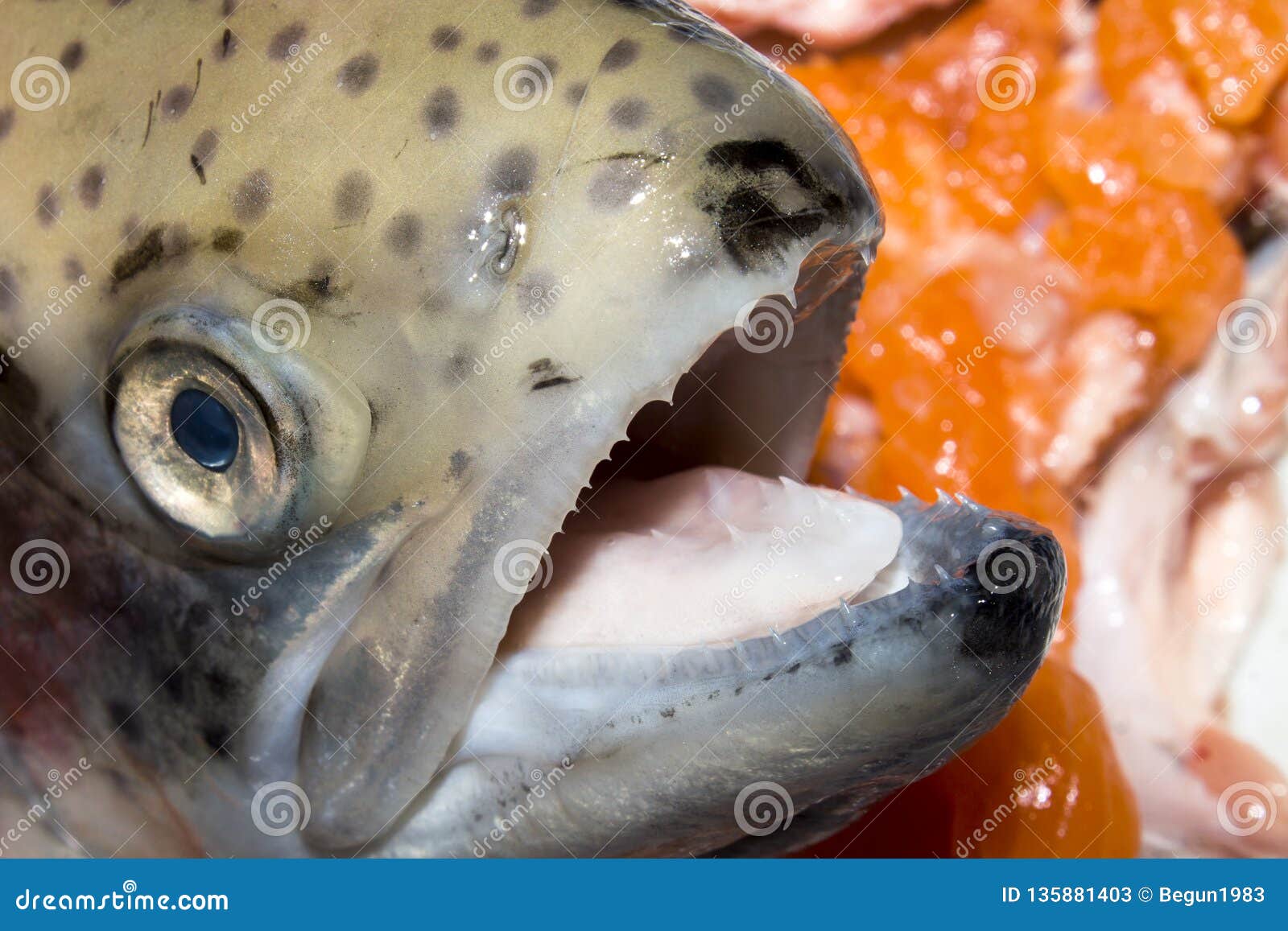 Trout Head with Open Mouth.Trout Fish Stock Image - Image of healthy ...