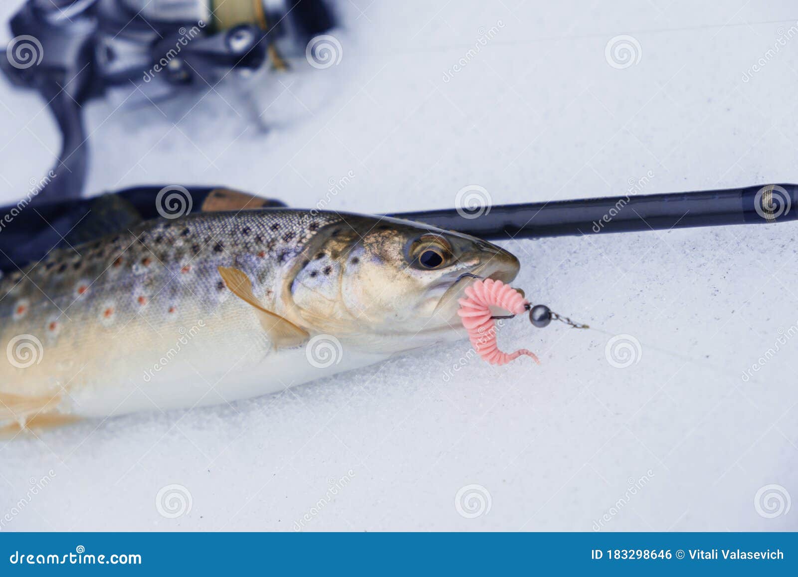 Trout on the Hook. Winter Fishing Stock Photo - Image of snow, nature ...