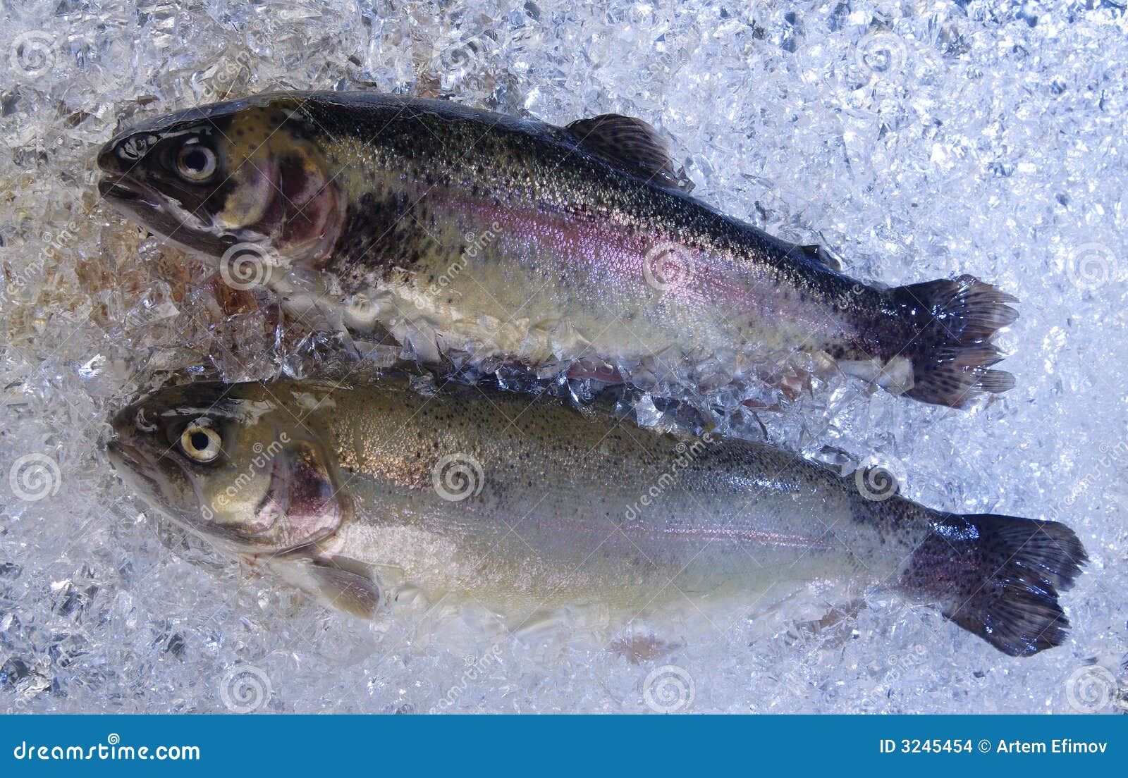 Trout on ice stock photo. Image of diet, fishermen, stripes - 3245454