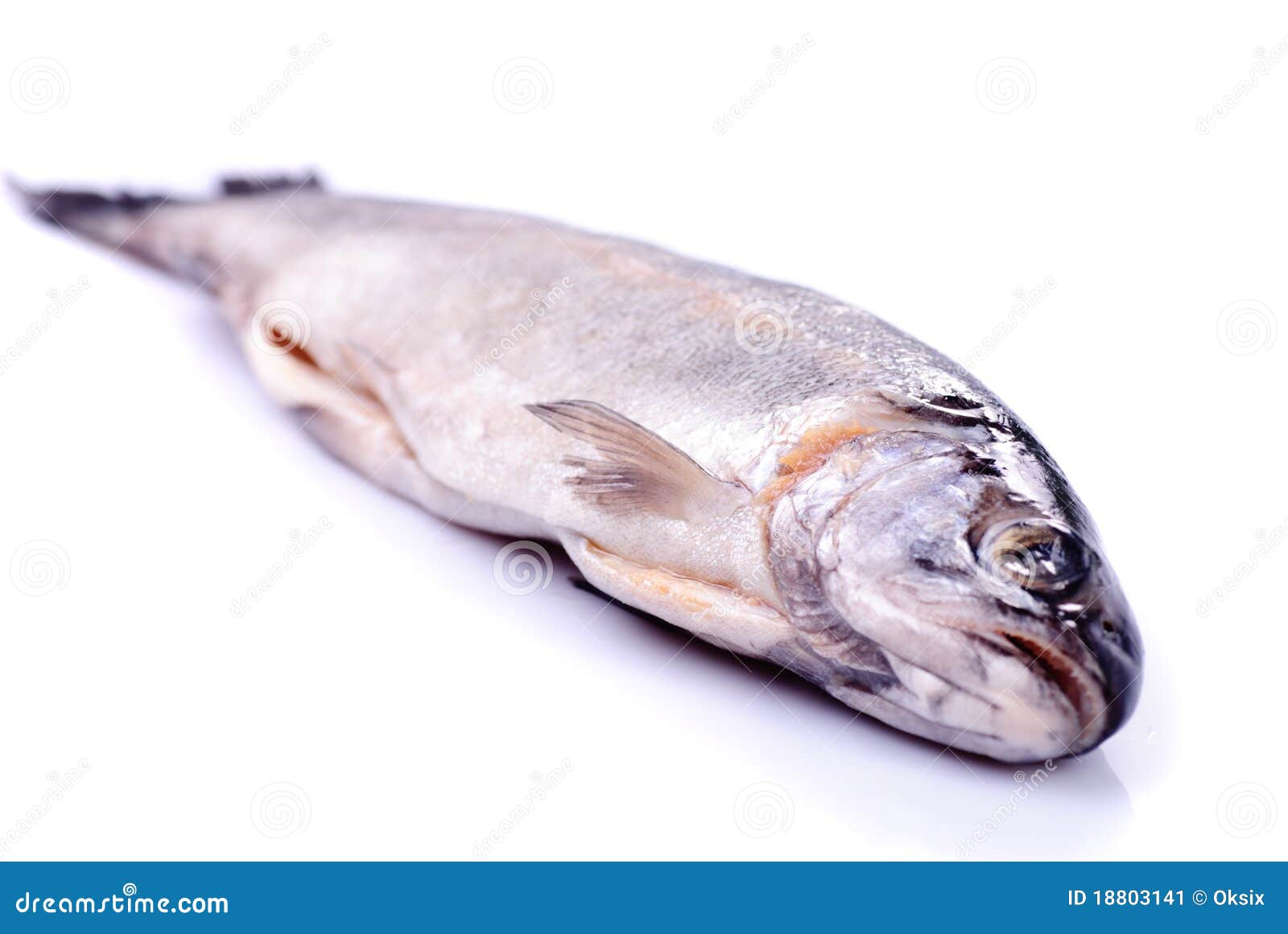 Trout isolated stock image. Image of dead, edible, marine - 18803141