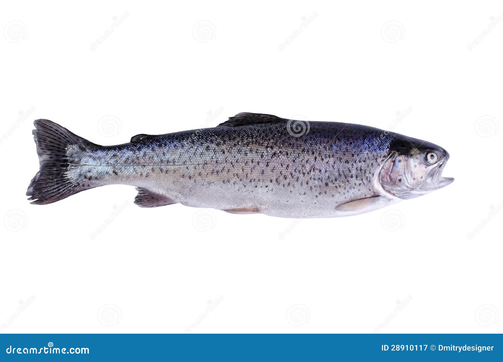 Trout, isolated over white stock image. Image of nature - 28910117