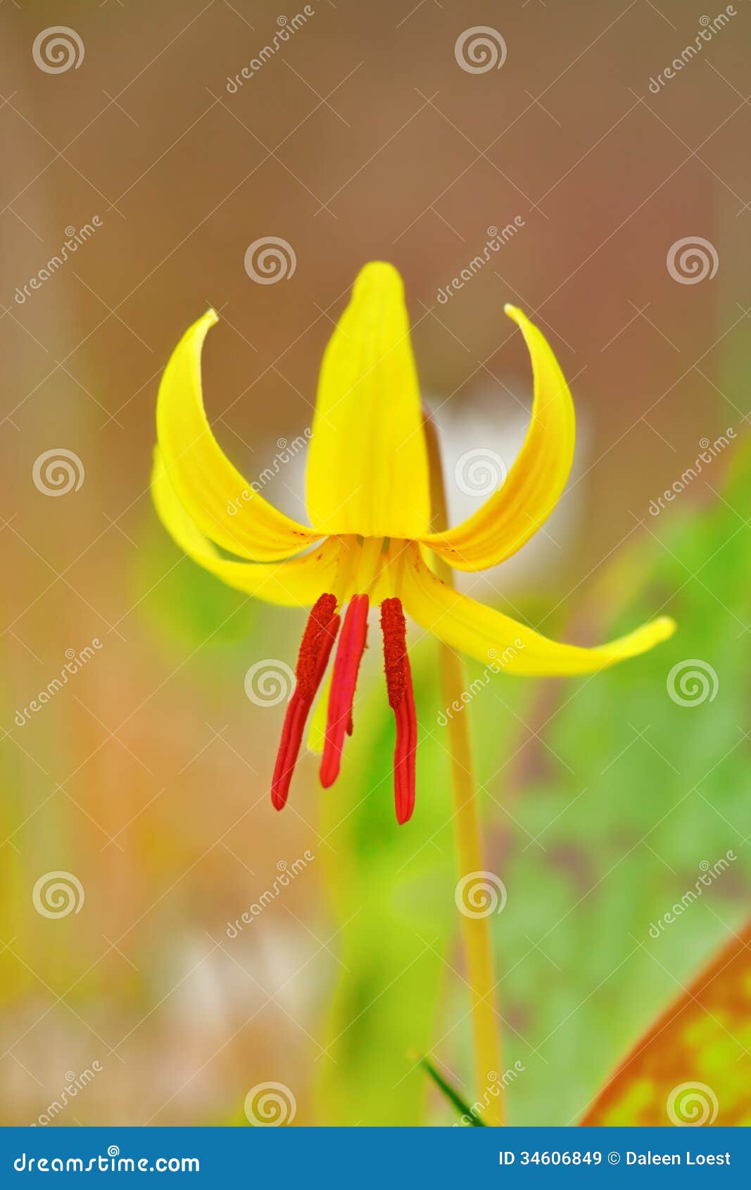 Trout lily stock image. Image of botanical, americanum - 34606849