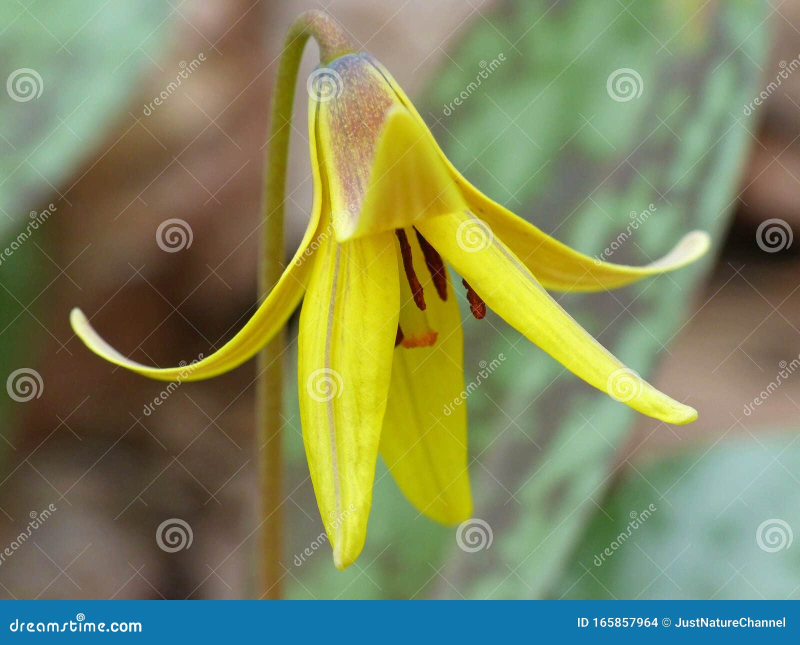 Trout Lily 3 stock photo. Image of view, flowers, leaf - 165857964