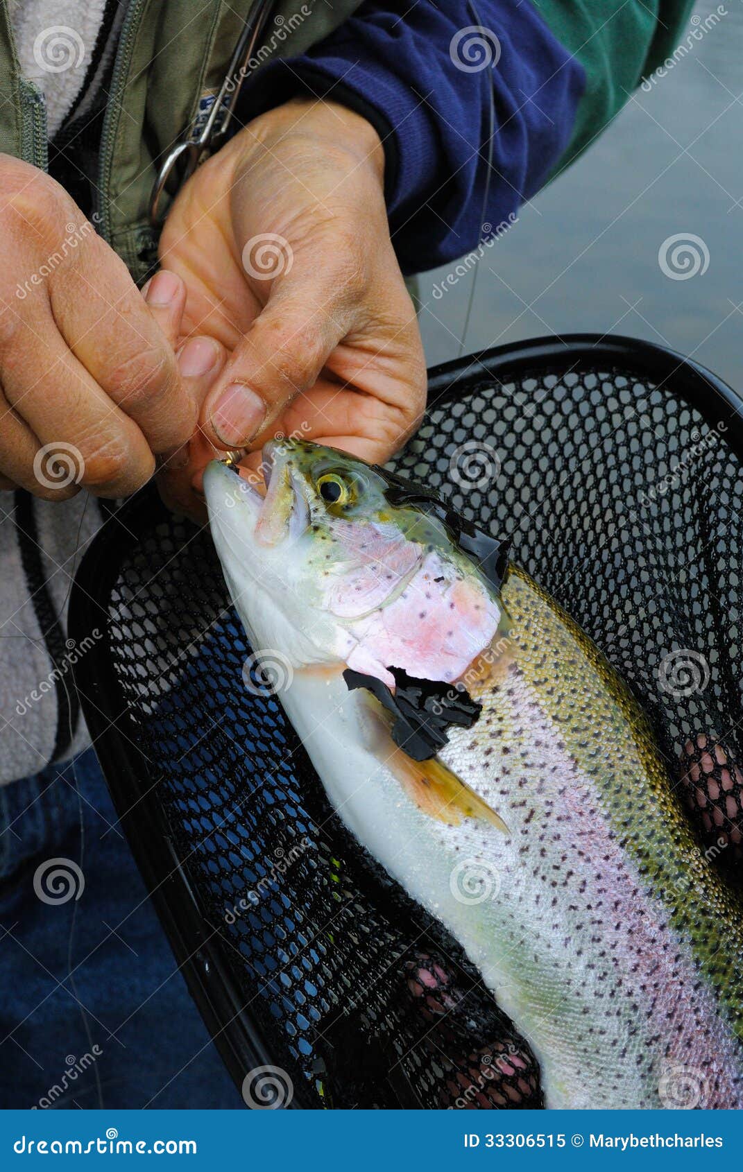 Trout in a Net stock image. Image of catch, aquatic, nature - 33306515