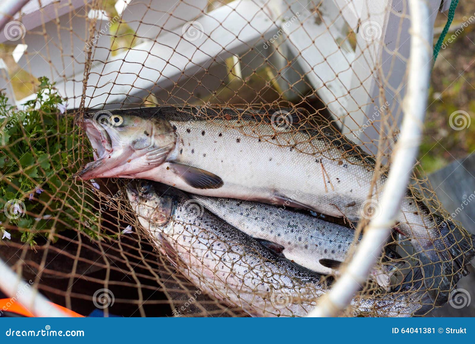 Trout in Net stock image. Image of fishing, nature, landing - 64041381