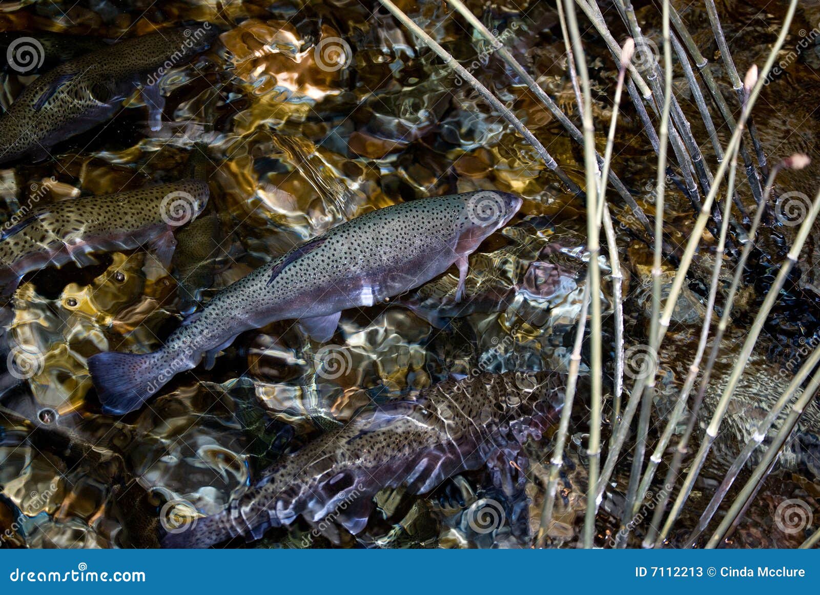 Trout in a pond stock image. Image of catch, river, stream - 7112213