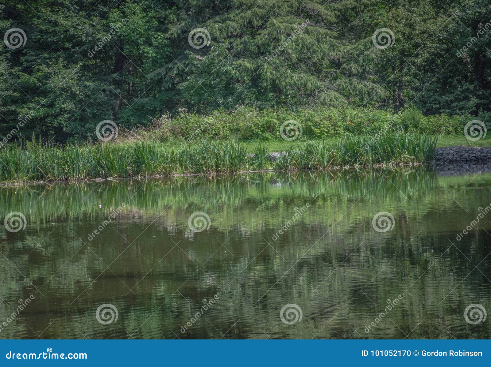Trout Pond stock photo. Image of water, study, fishing - 101052170