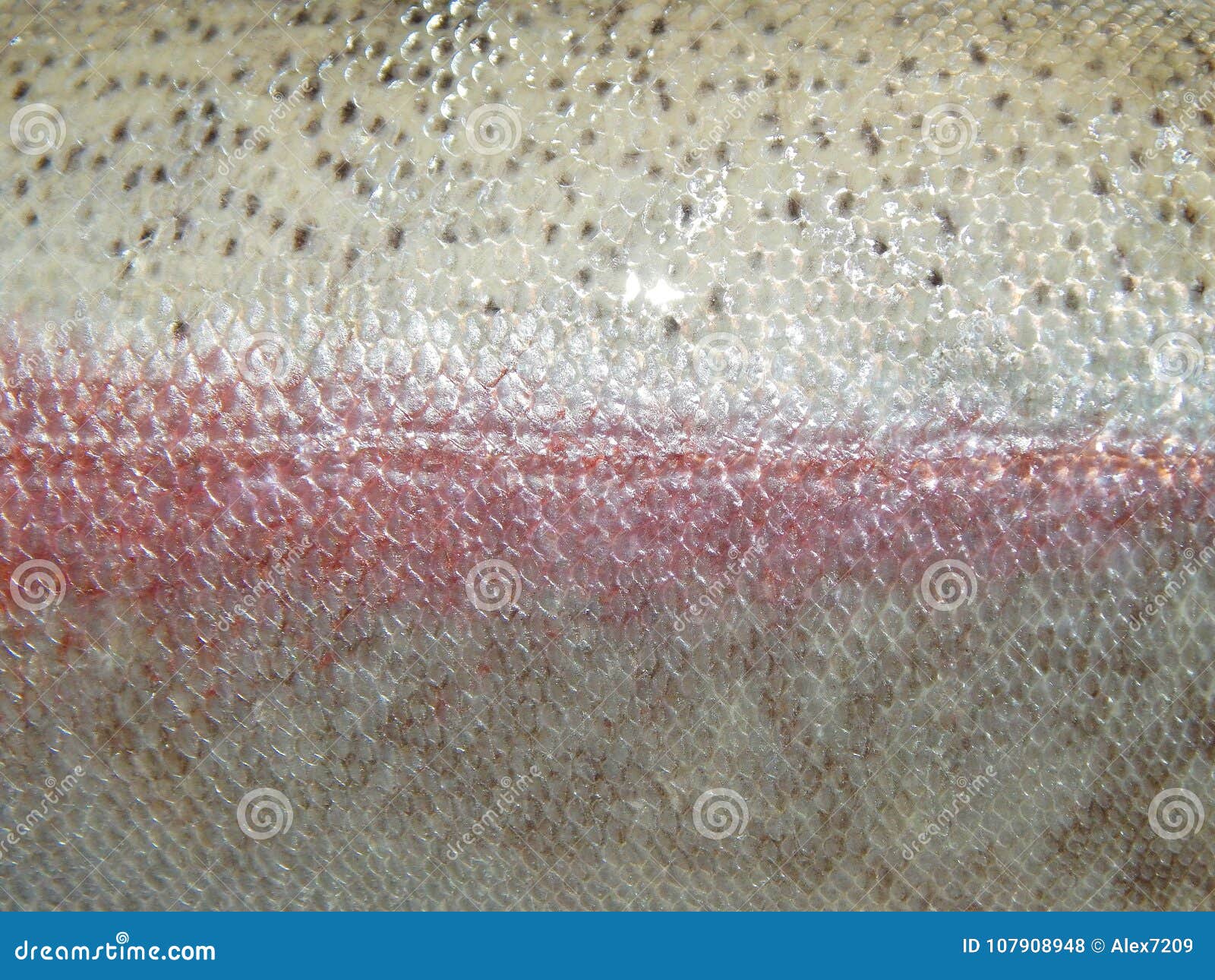 Trout skin texture stock photo. Image of detail, scale - 107908948
