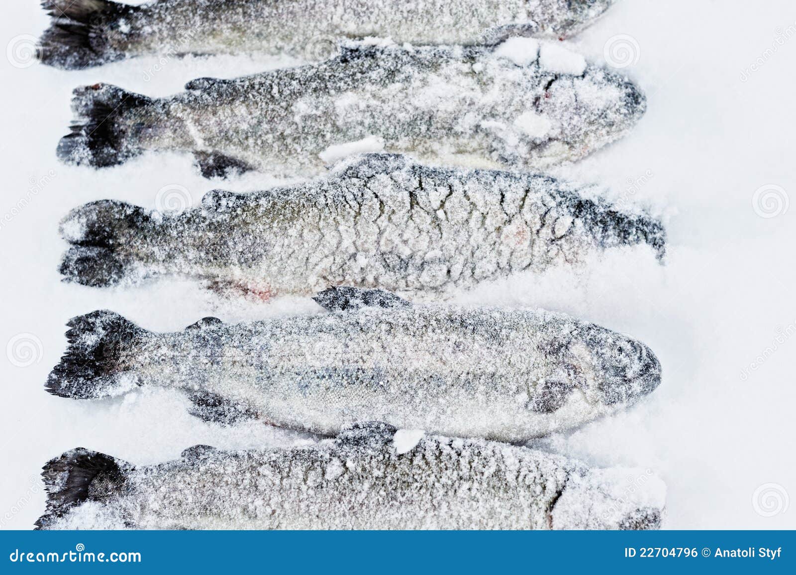 Trout in snow stock photo. Image of dinner, meal, frost - 22704796