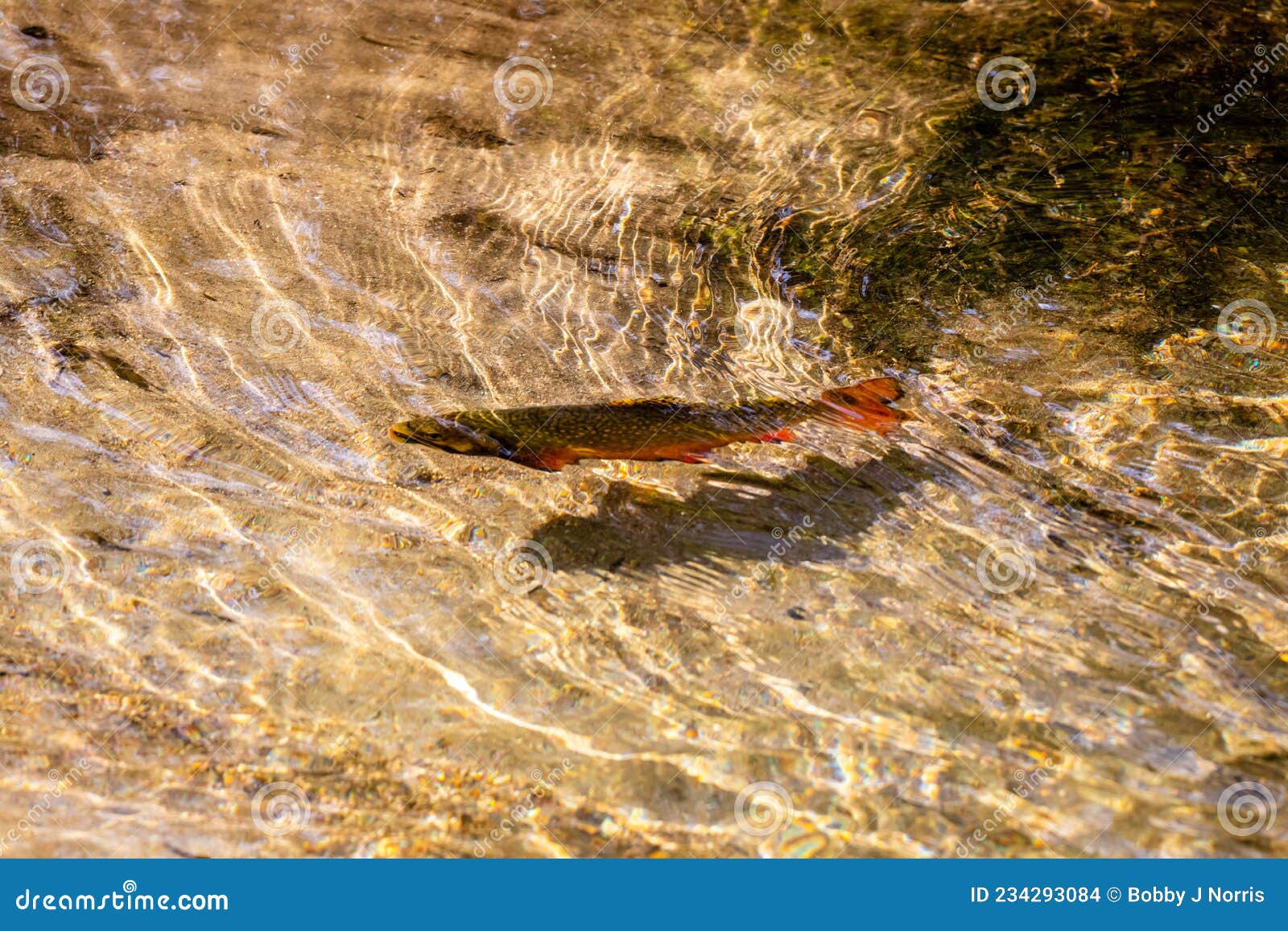 Trout in the Stream with Orange Colors and Spots Stock Photo - Image of ...