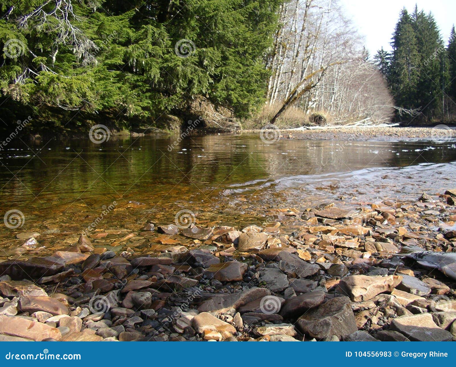 Trout Stream in Southeast Alaska Stock Image - Image of life, southeast ...