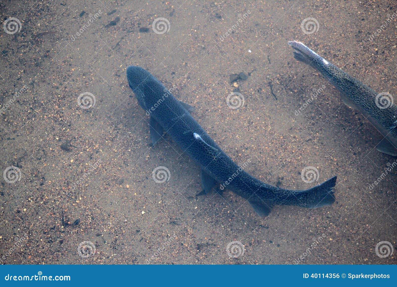 Trout stock photo. Image of pond, scales, sand, swimming - 40114356