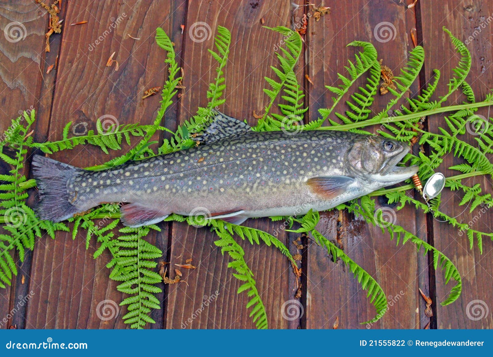 Trout on the table stock photo. Image of equipment, fario - 21555822