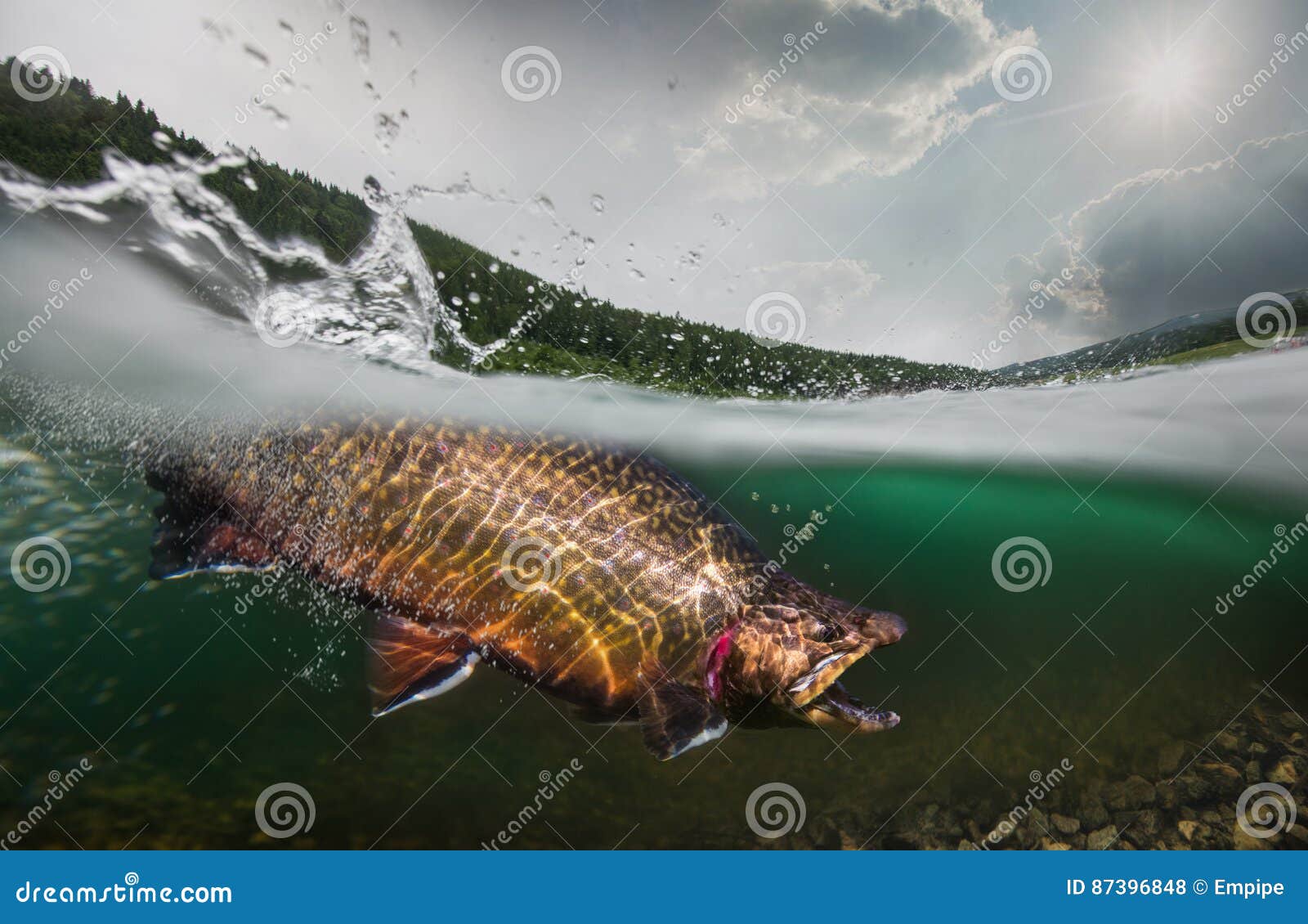 Trout, underwater view. stock photo. Image of hobby, professional ...