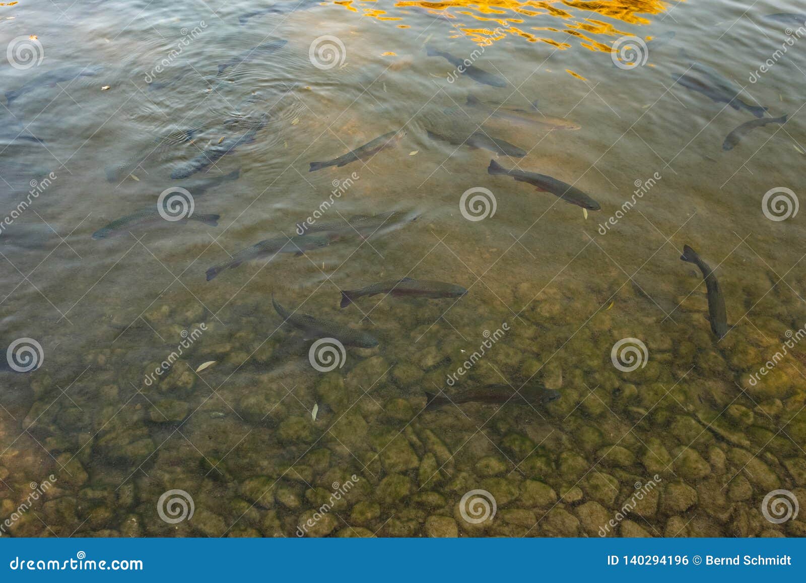 Trout in water of a lake stock photo. Image of animal - 140294196