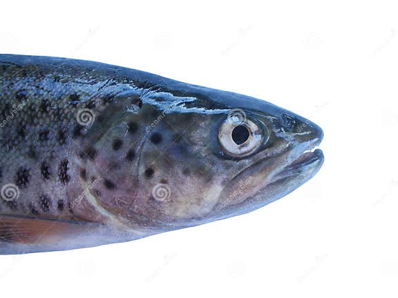 Trout4 stock image. Image of trout, mouth, fish, isolated - 322917