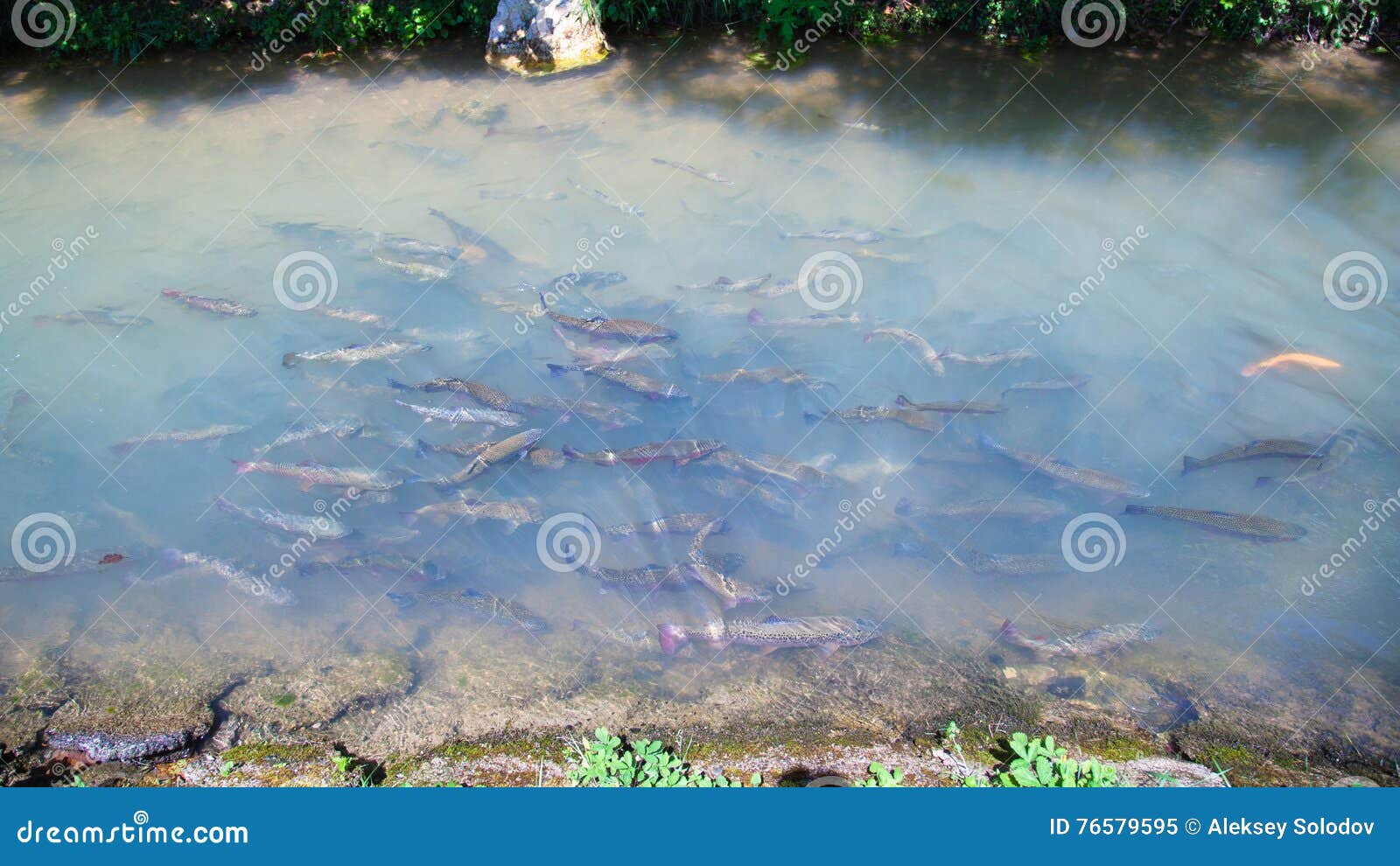 Trouts in the stream stock image. Image of underwater - 76579595
